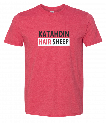 Katahdin Hair Sheep Blocked - SheepThings